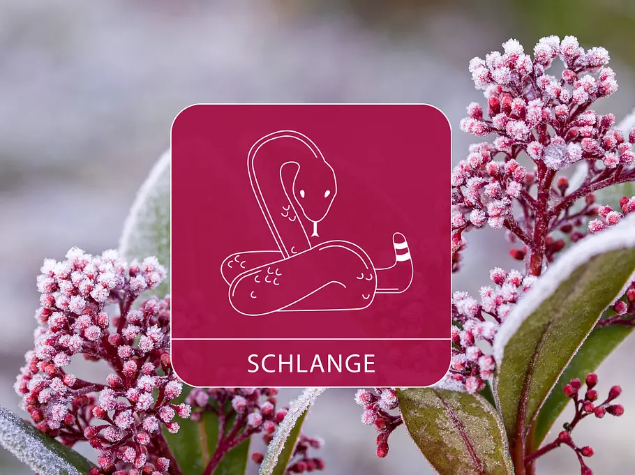 Das chinesische Monatshoroskop im Februar 2026: So geht es der Schlange ...