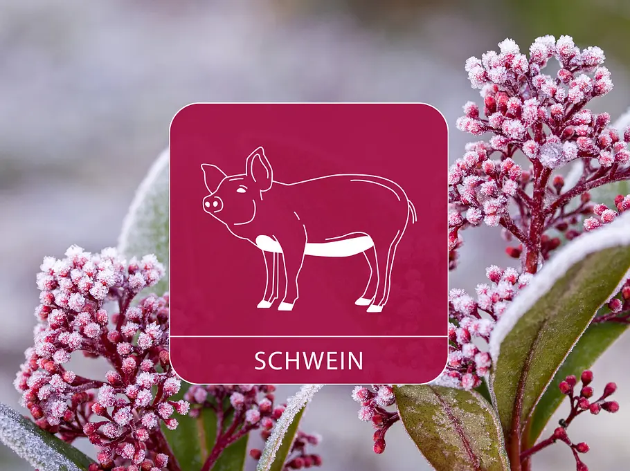 Das chinesische Monatshoroskop im Februar 2026: So geht es dem Schwein ...