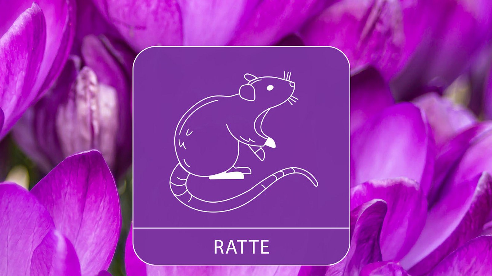 Das chinesische Monatshoroskop im März 2024 für das Sternzeichen Ratte | Astrowoche