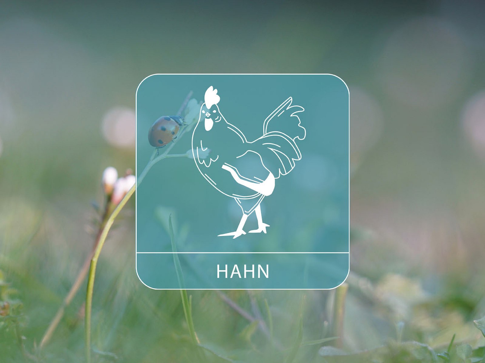 Chinesisches Monatshoroskop für Mai 2021: Sternzeichen Hahn | Astrowoche