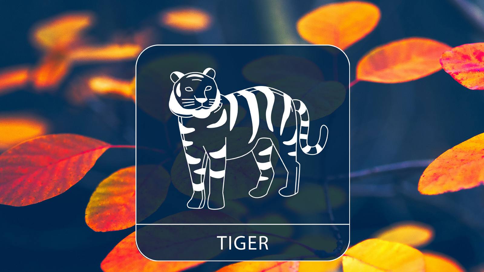 Das chinesische Monatshoroskop im November 2024 für das Sternzeichen Tiger | Astrowoche