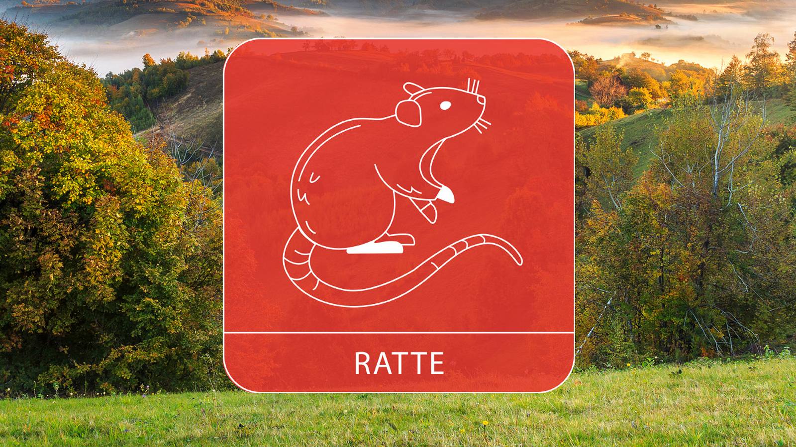 Das chinesische Monatshoroskop im September 2025 für das Sternzeichen Ratte | Astrowoche