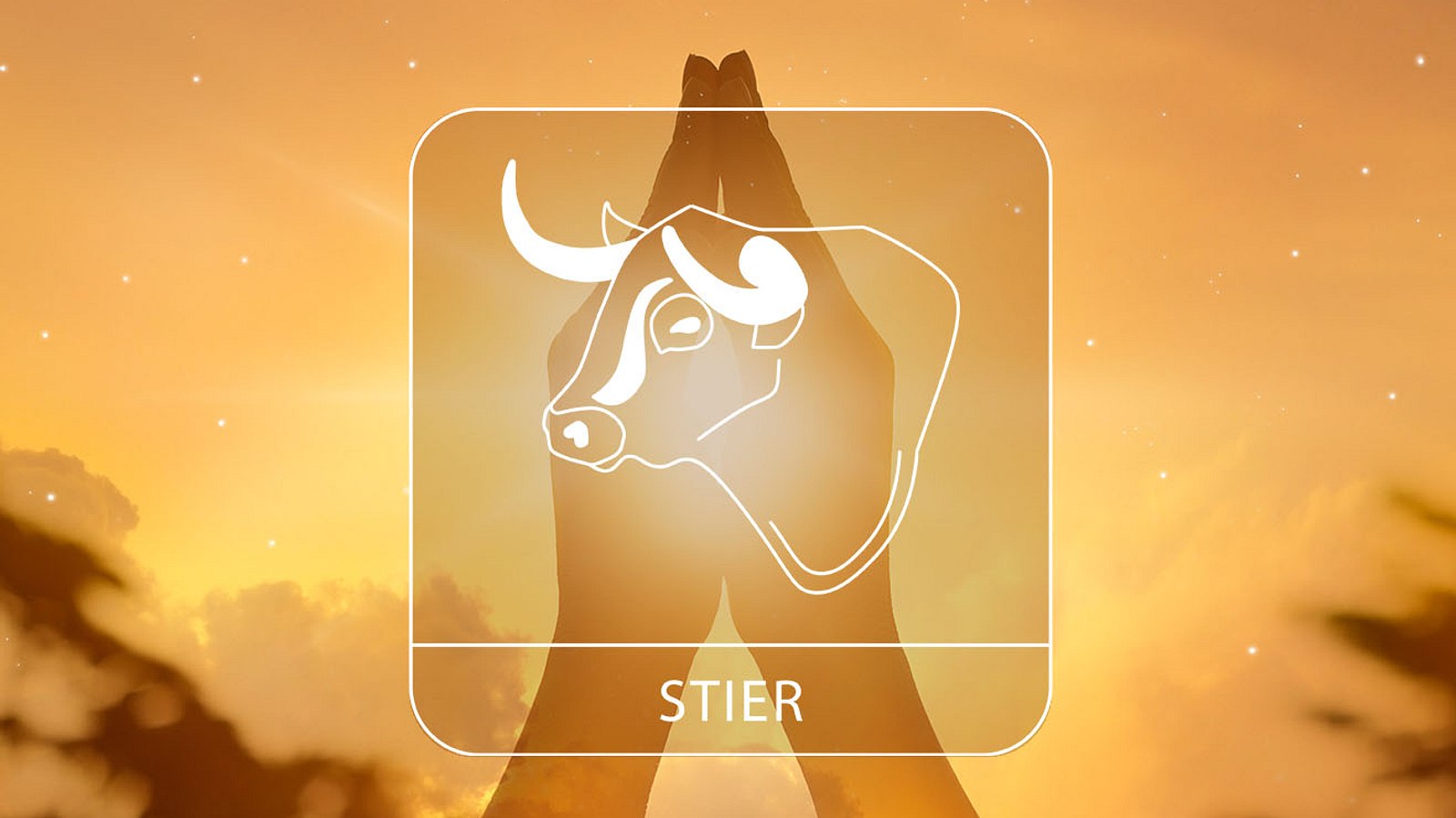 Das Horoskop der geheimen Kräfte ab dem 18.11.2024: So entfalten Stiere ihr volles Potenzial ...