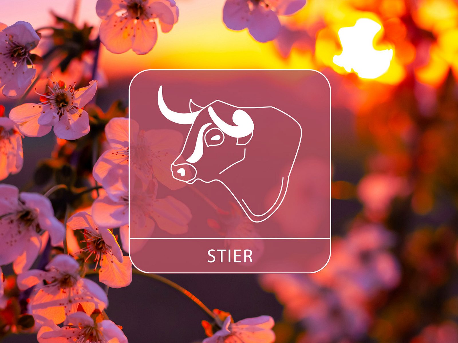 Das Liebeshoroskop 2026 für das Sternzeichen Stier | Astrowoche