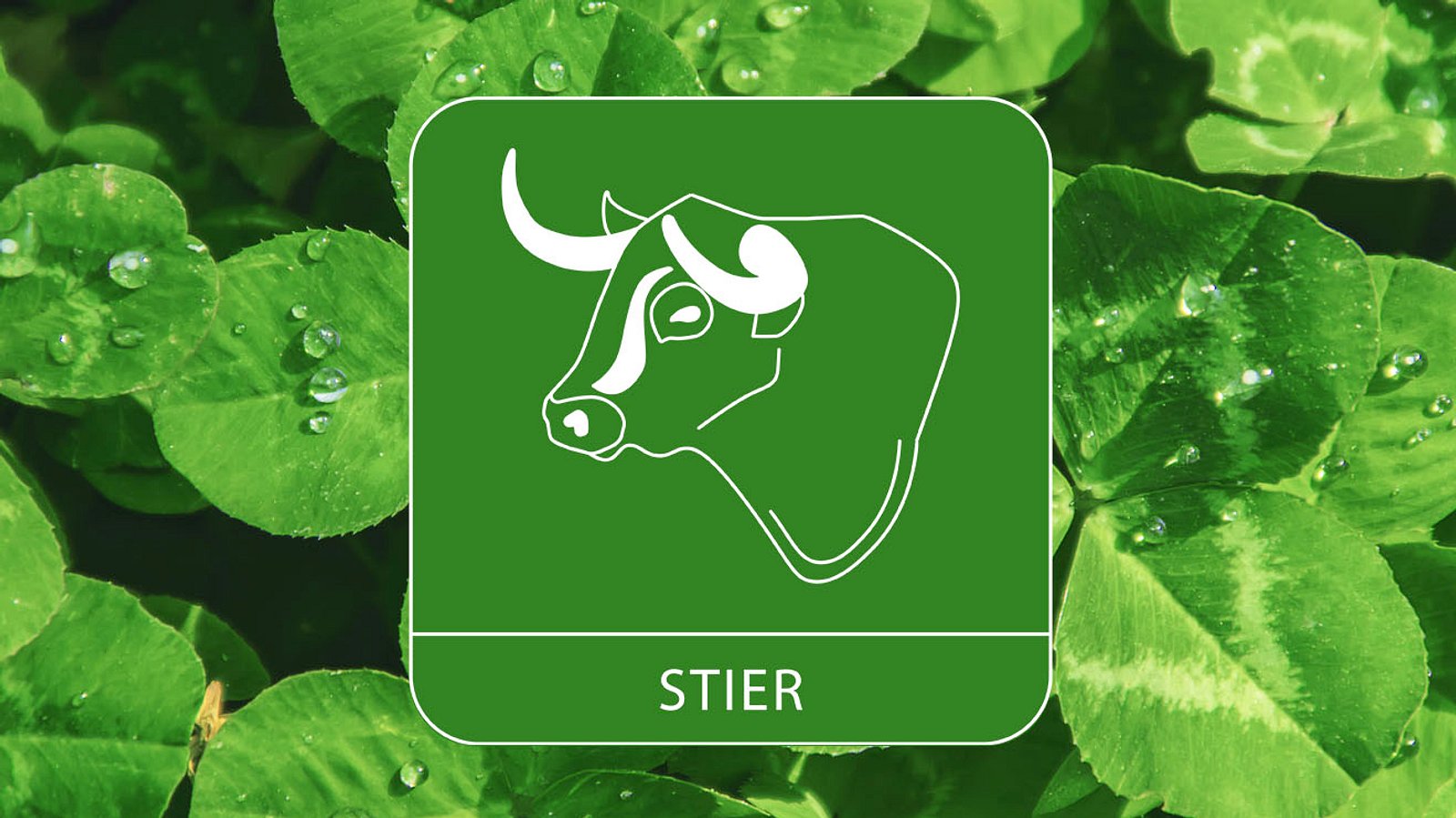 Die Glückstage für das Sternzeichen Stier im Mai 2024 | Astrowoche