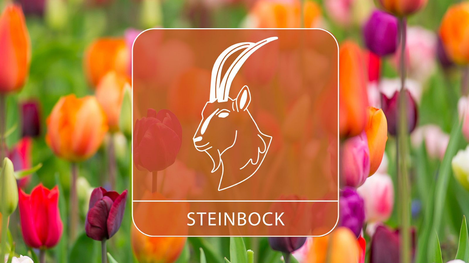Das Frühlingshoroskop 2024 für das Sternzeichen Steinbock: Eine neue Ära beginnt! | Astrowoche