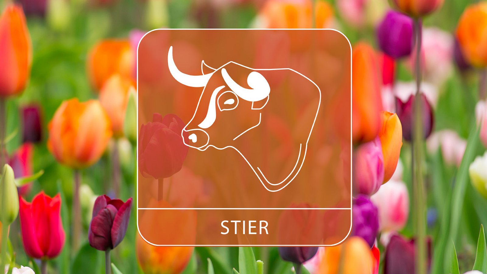 Das Frühlingshoroskop 2024 für das Sternzeichen Stier: Es winkt großes Liebesglück! | Astrowoche