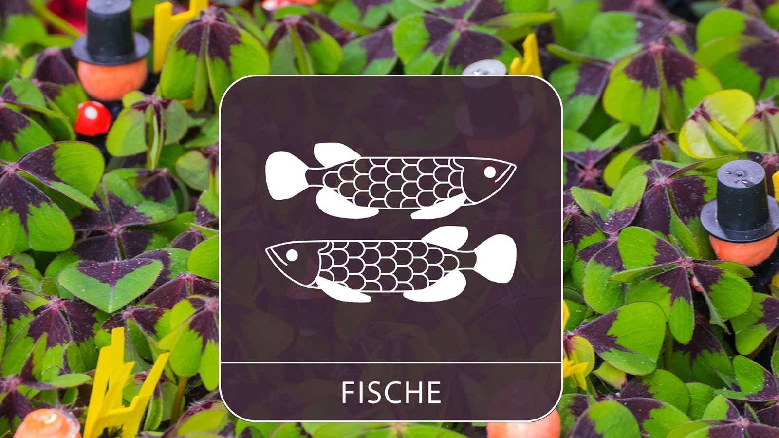 Die Glückstage des Monats für das Sternzeichen Fische im Januar 2024 | Astrowoche