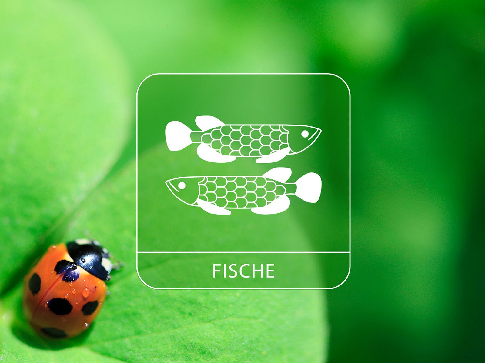 Die Glücksbringer im Venus-Jahr 2025: Sternzeichen Fische | Astrowoche