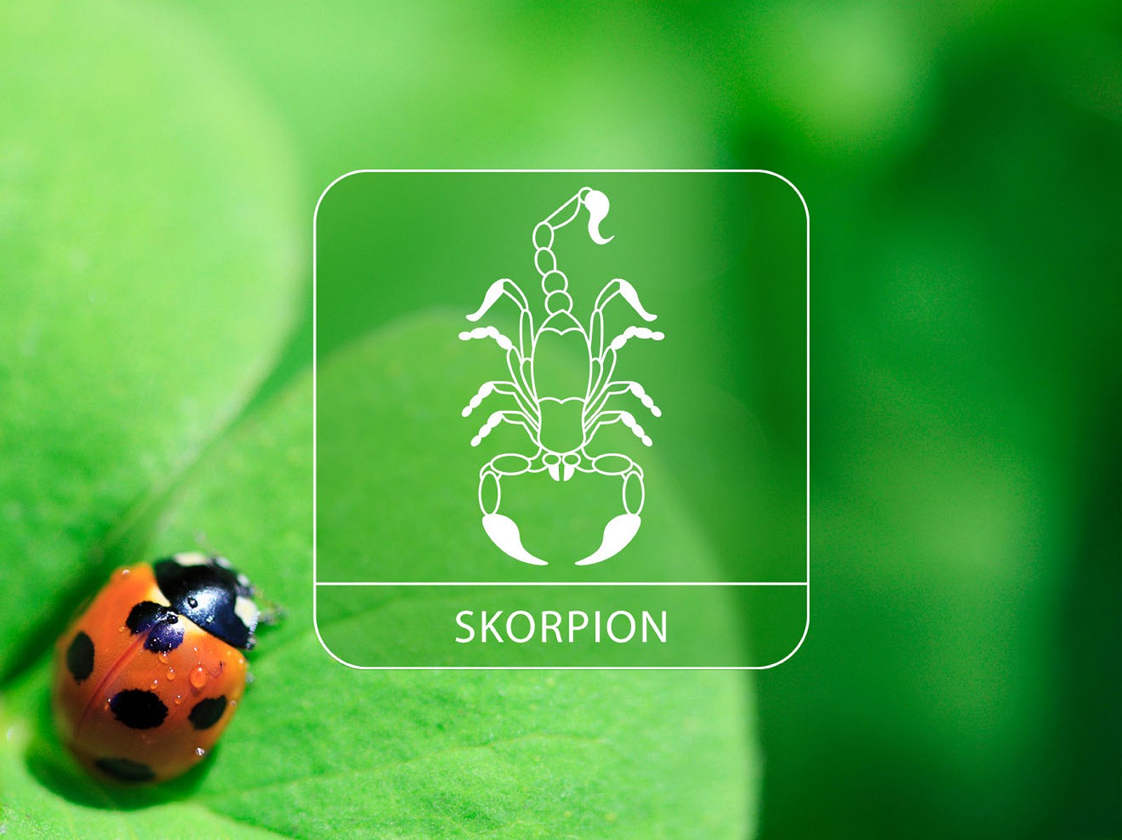 Die Glücksbringer im Venus-Jahr 2025: Sternzeichen Skorpion | Astrowoche