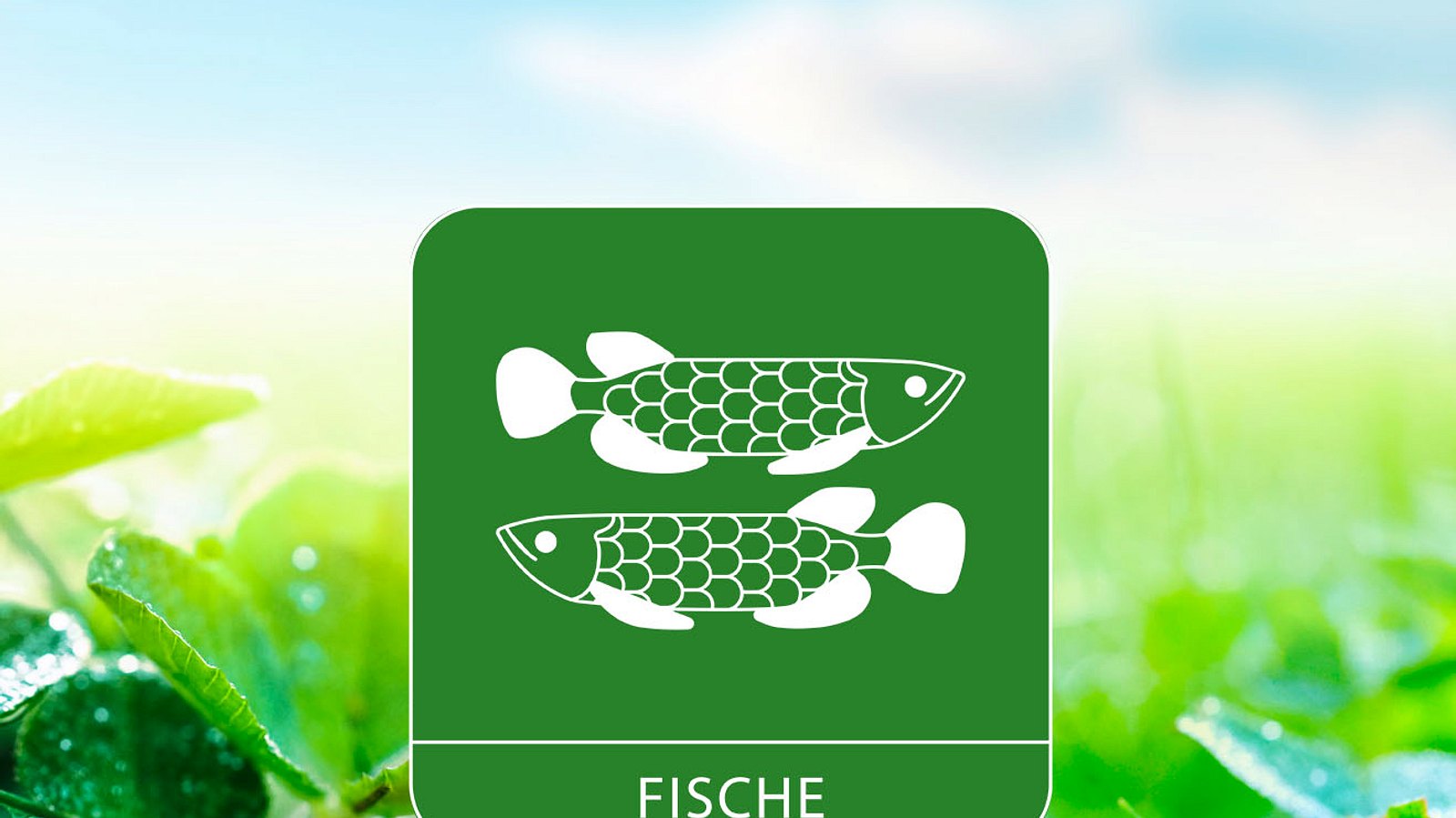 Horoskop September 2023 Fische