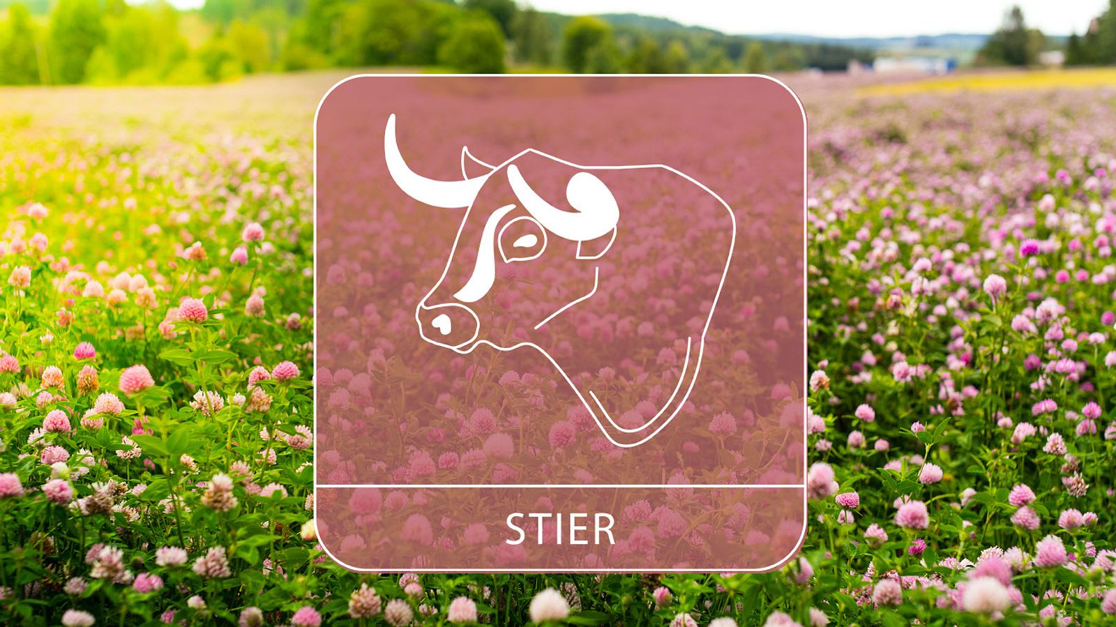 Das große Horoskop zum Frühlingsanfang 2024: Sternzeichen Stier ...