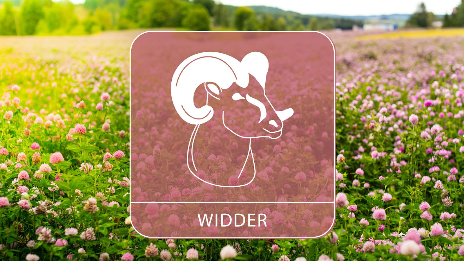 Das große Horoskop zum Frühlingsanfang 2024: Sternzeichen Widder ...
