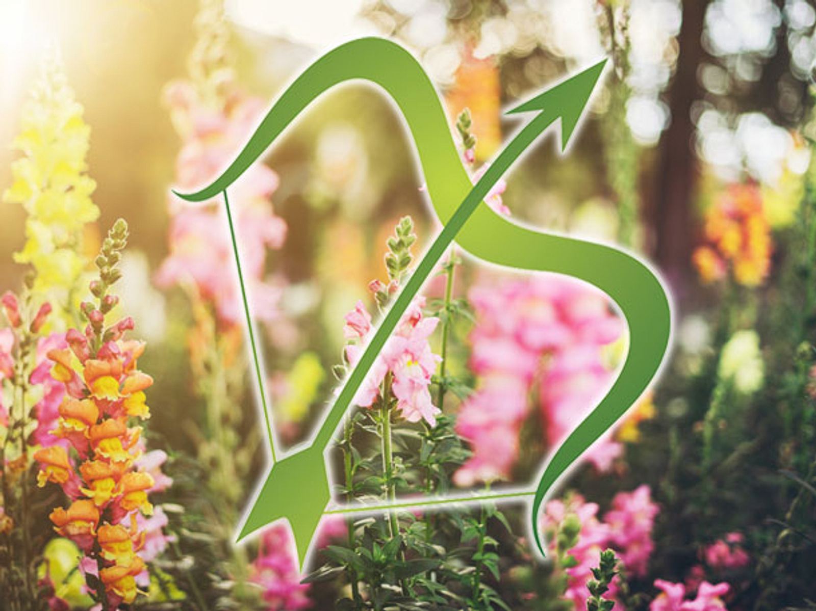Das Sommer-Horoskop 2019 für das Sternzeichen Schütze | Astrowoche