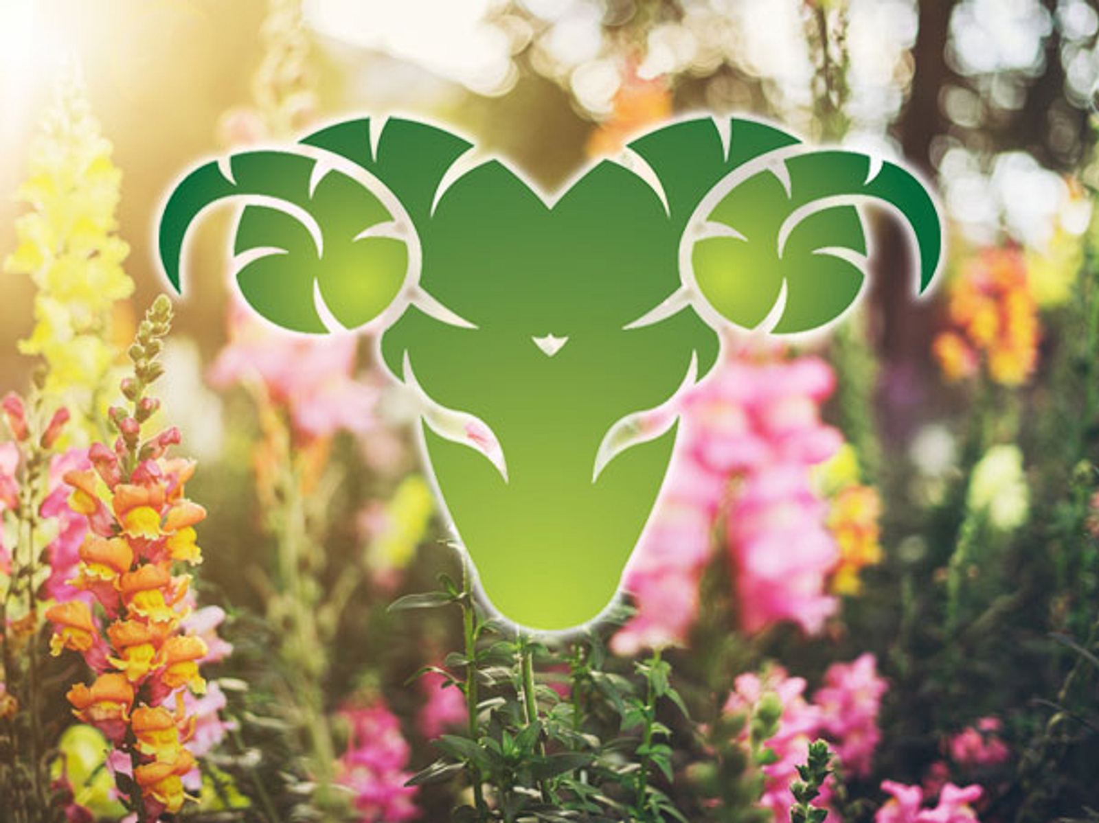 Das Sommer-Horoskop 2019 für das Sternzeichen Widder | Astrowoche