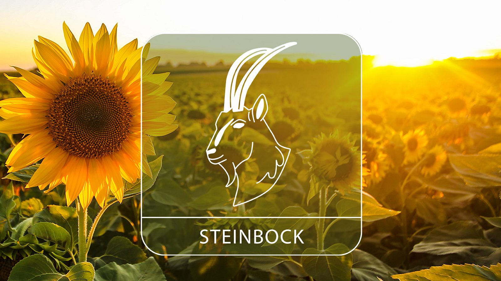 Das große Sommer-Horoskop 2024: Die besten Tage für das Sternzeichen Steinbock von Juni bis ...