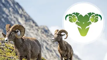 Widder-Saison ab 21. März 2024: Sie versetzt die Sternzeichen in ...