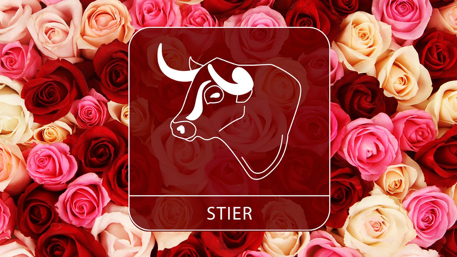 Das Valentinstags-Horoskop 2024 für das Sternzeichen Stier | Astrowoche